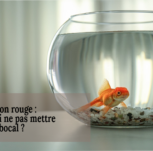 Quelle est la durée de vie d'un poisson rouge