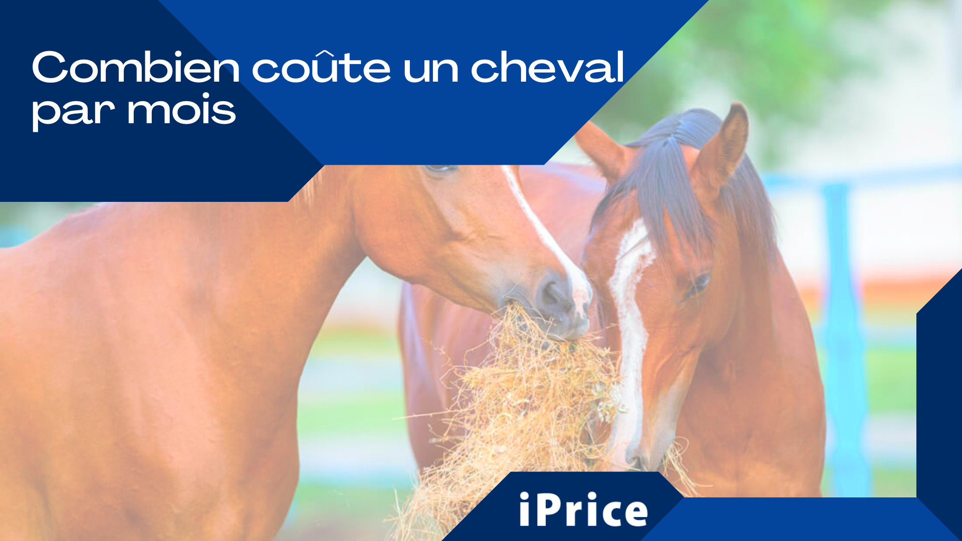 Combien coûte un cheval par mois : les dépenses à prévoir pour sa ...