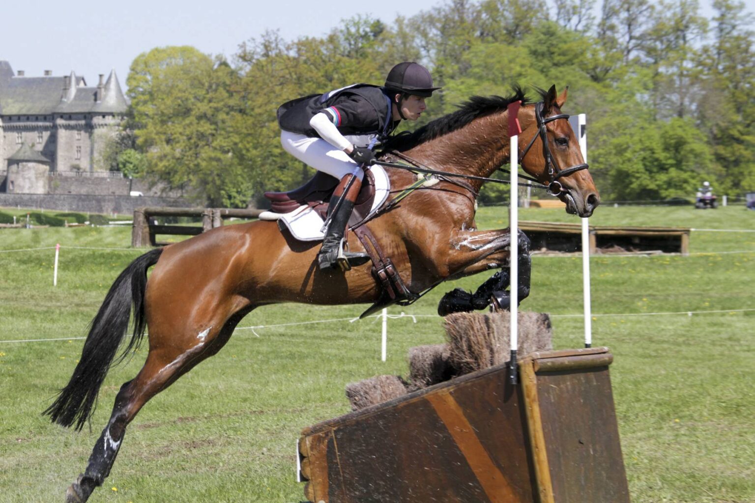 Combien coûte un cheval par mois : les dépenses à prévoir pour sa ...