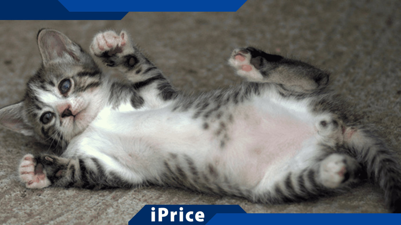 Combien coûte un chaton ? Comprendre les frais et les responsabilités ...