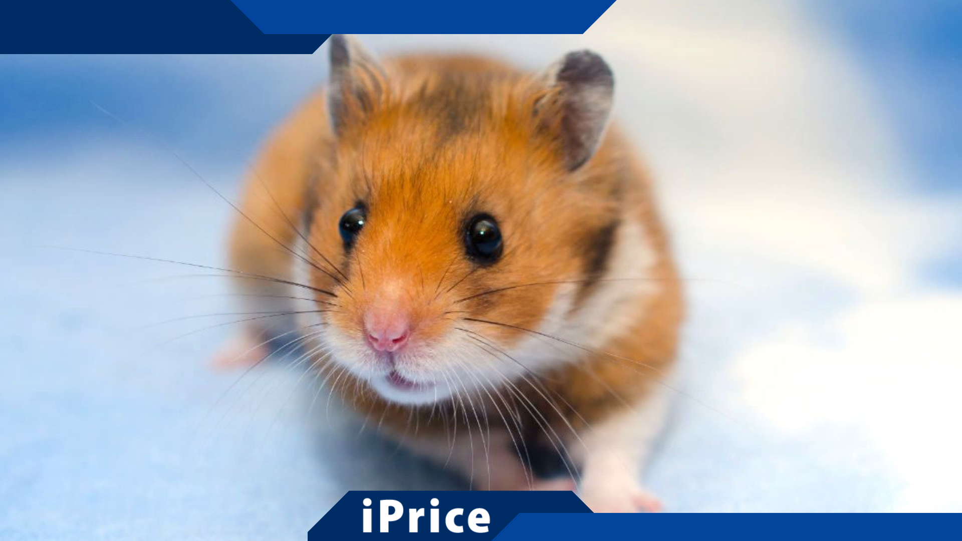 Combien coûte réellement un hamster? Découvrez tous les frais à prévoir ...