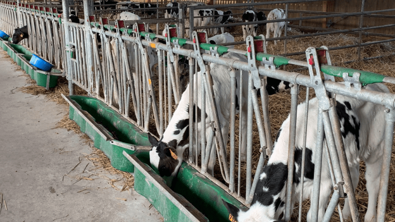 Combien coûte une vache laitière ? Découvrez le coût de l ...